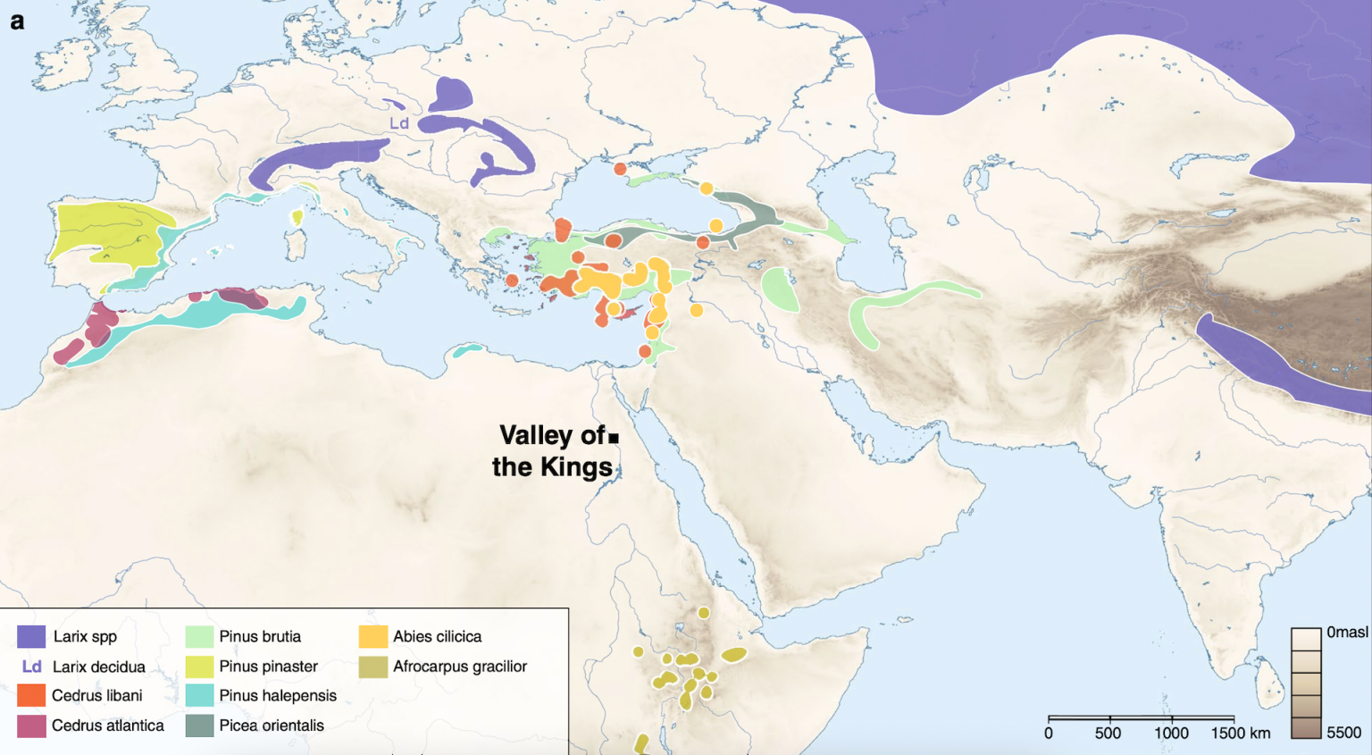 The Fragrance of Ancient Egyptian Nobility: Pine, Balsam, and Bitumen ...