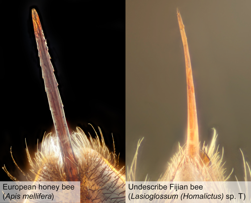 Surprising Bee Facts: Most Bees Do Not Die After Stinging - WIREDGORILLA