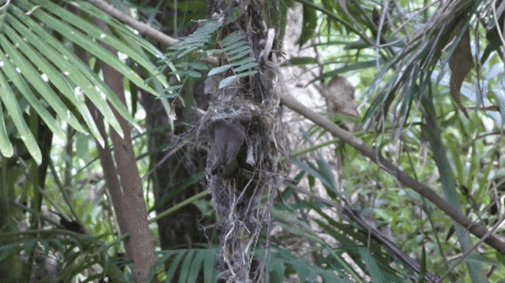 The Intriguing Connection: How the Cuckoo-Host Evolutionary Arms Race ...