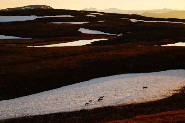 19 Snow Photography Tips (How to Capture Magical Snow Shots) - WIREDGORILLA