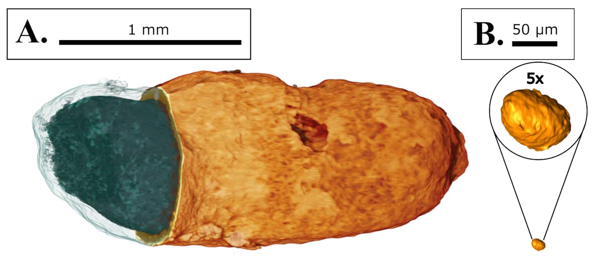 Ancient termite poo reveals 120 million-year-old secrets of Australia’s ...