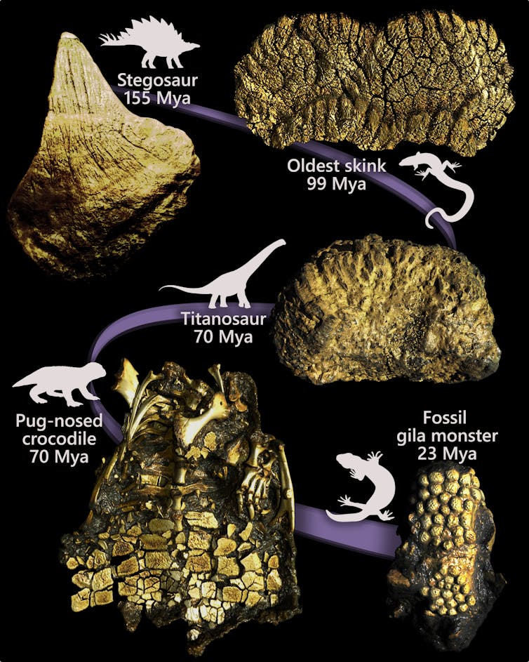 A centuries-old debate on how reptiles keep evolving skin bones is ...