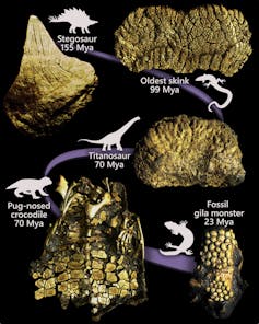 A centuries-old debate on how reptiles keep evolving skin bones is ...